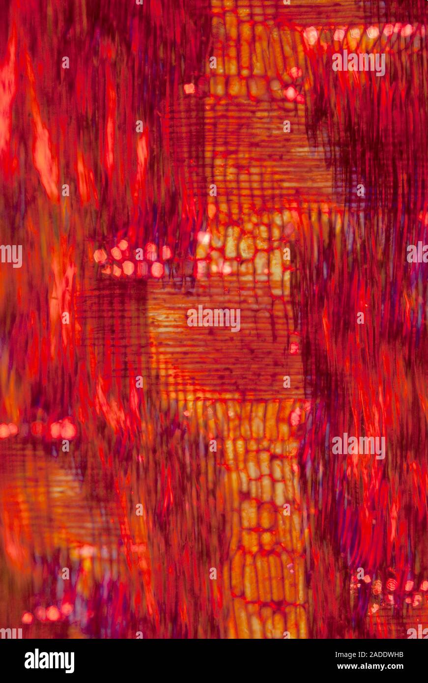 Polarised light micrograph of a section of the mature wood of Milicia ...