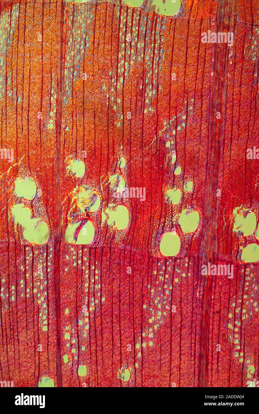 Polarised light micrograph of a cross-section of the mature wood of the ...