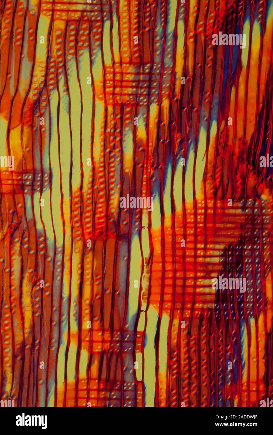 Polarised light micrograph of a tangential section of the mature wood ...