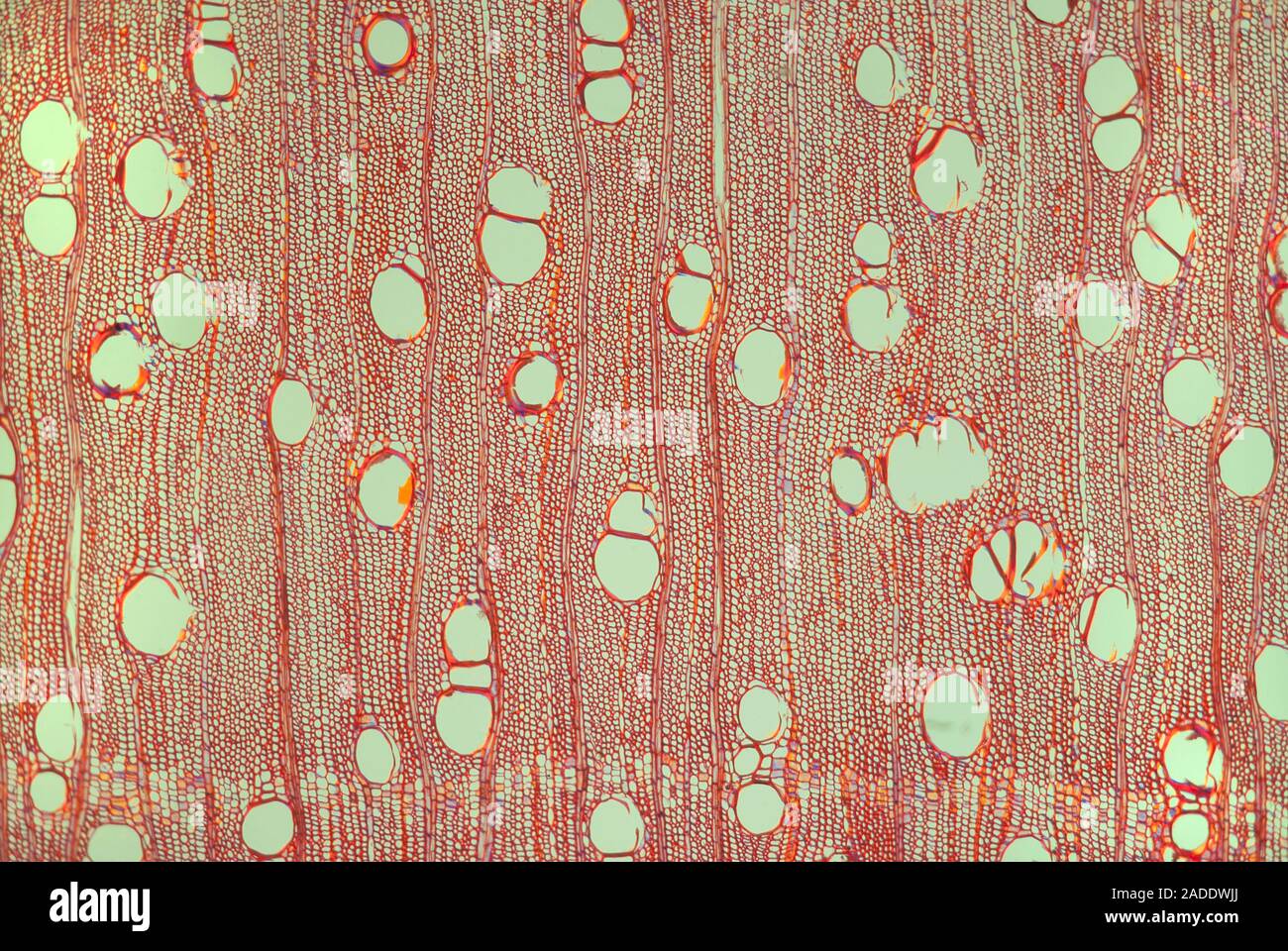 Polarised light micrograph of a transverse section of the mature wood ...