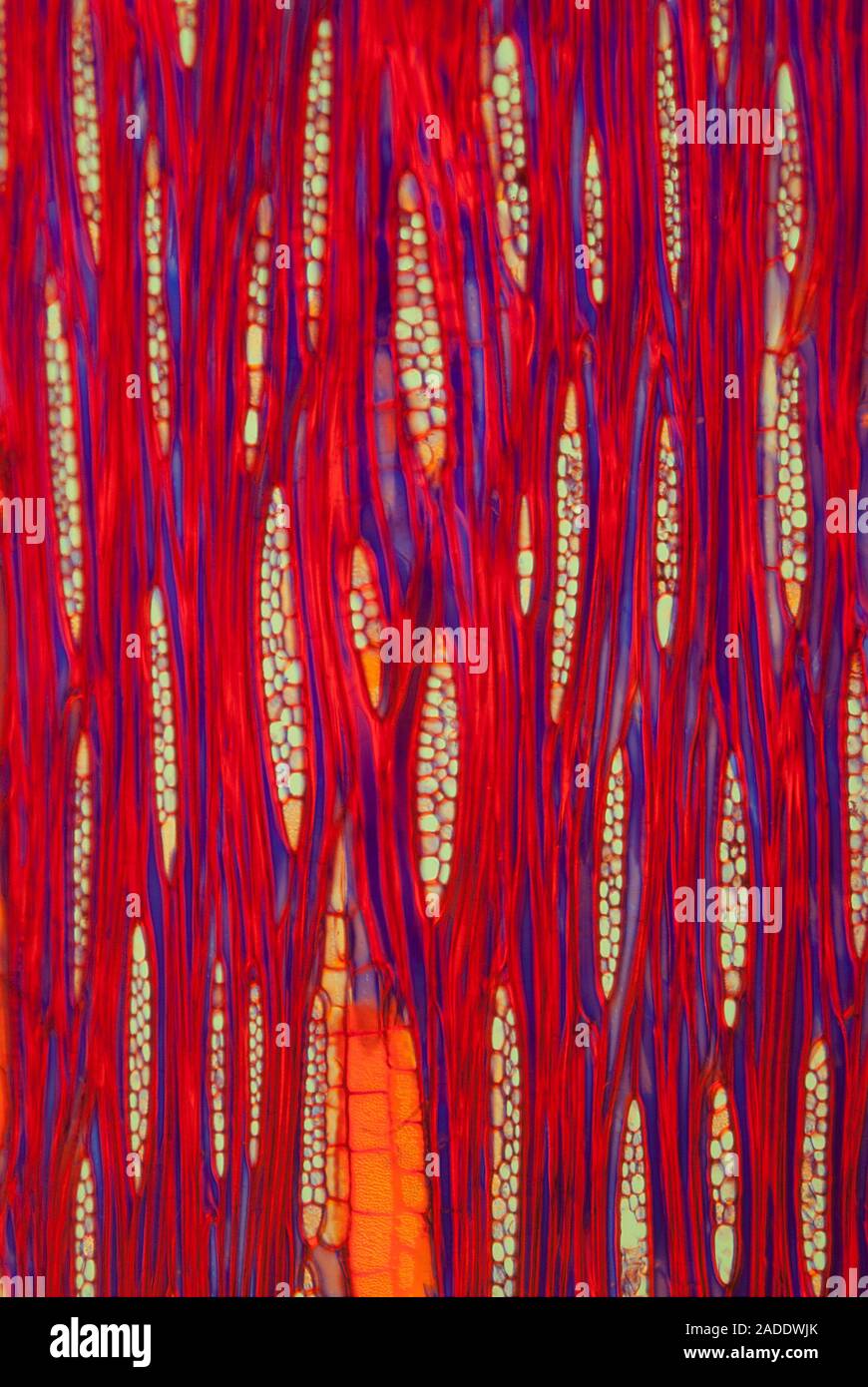 Polarised light micrograph of a tangential section of the mature wood ...