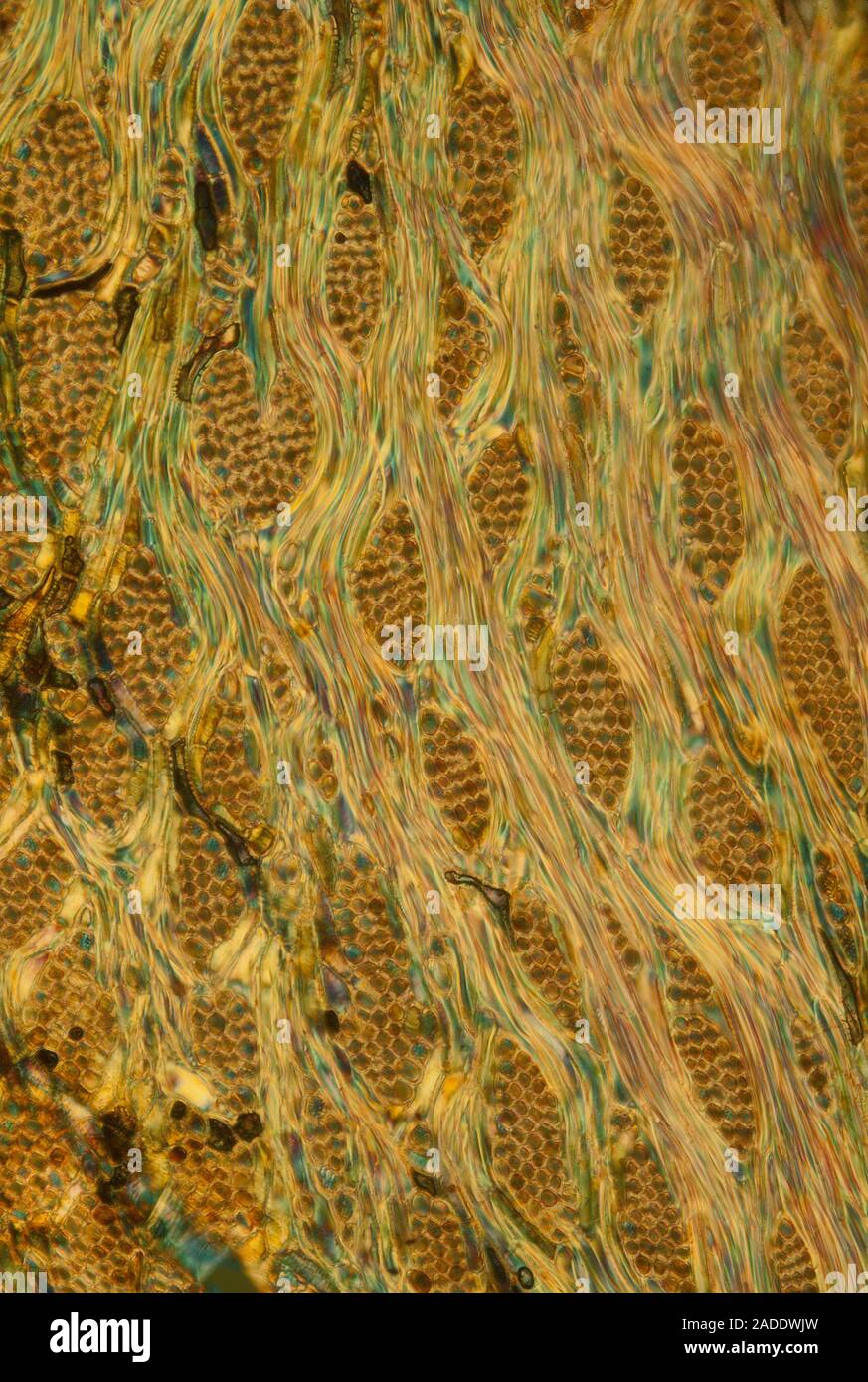 Polarised light micrograph of a tangential section of the mature wood ...
