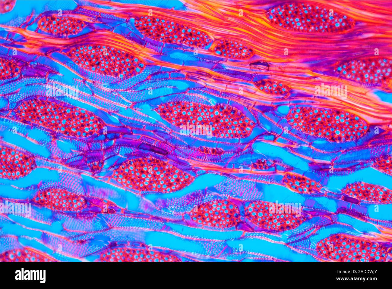 Polarised light micrograph of a tangential section of the mature wood ...