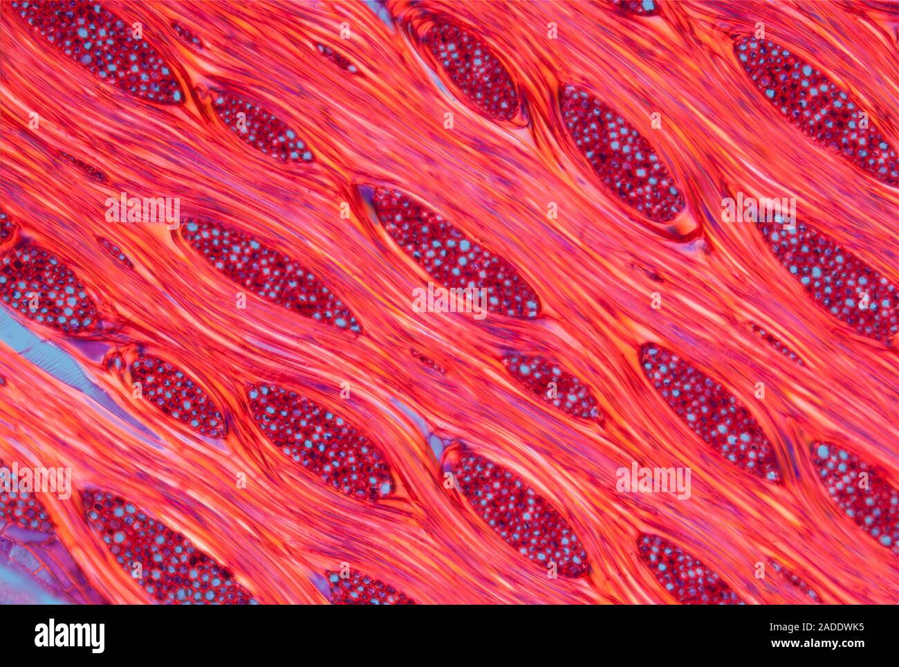 Polarised light micrograph of a tangential section of the mature wood ...