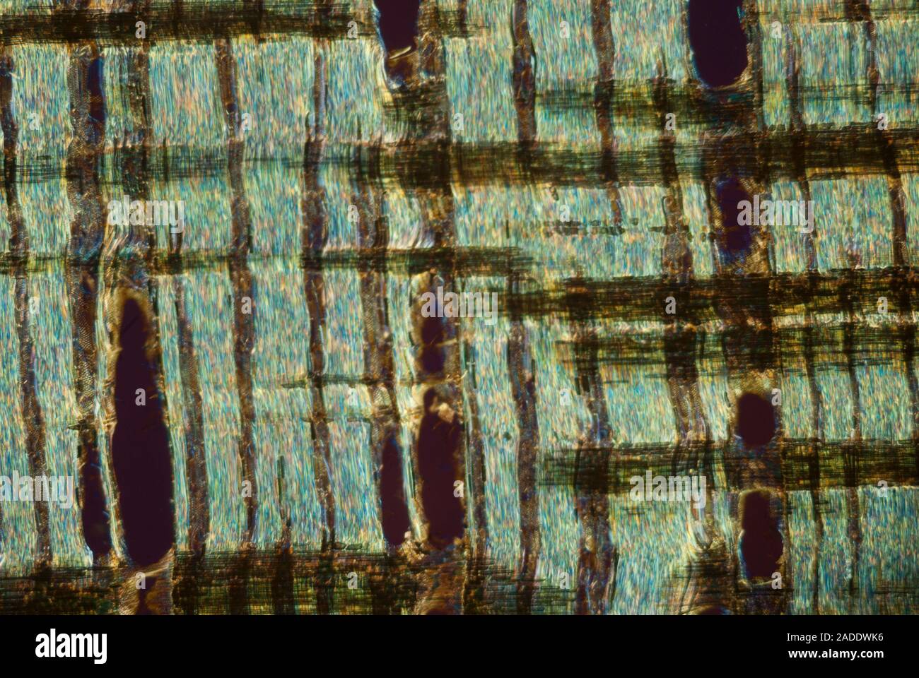 Polarised light micrograph of a section of the mature wood of the ...