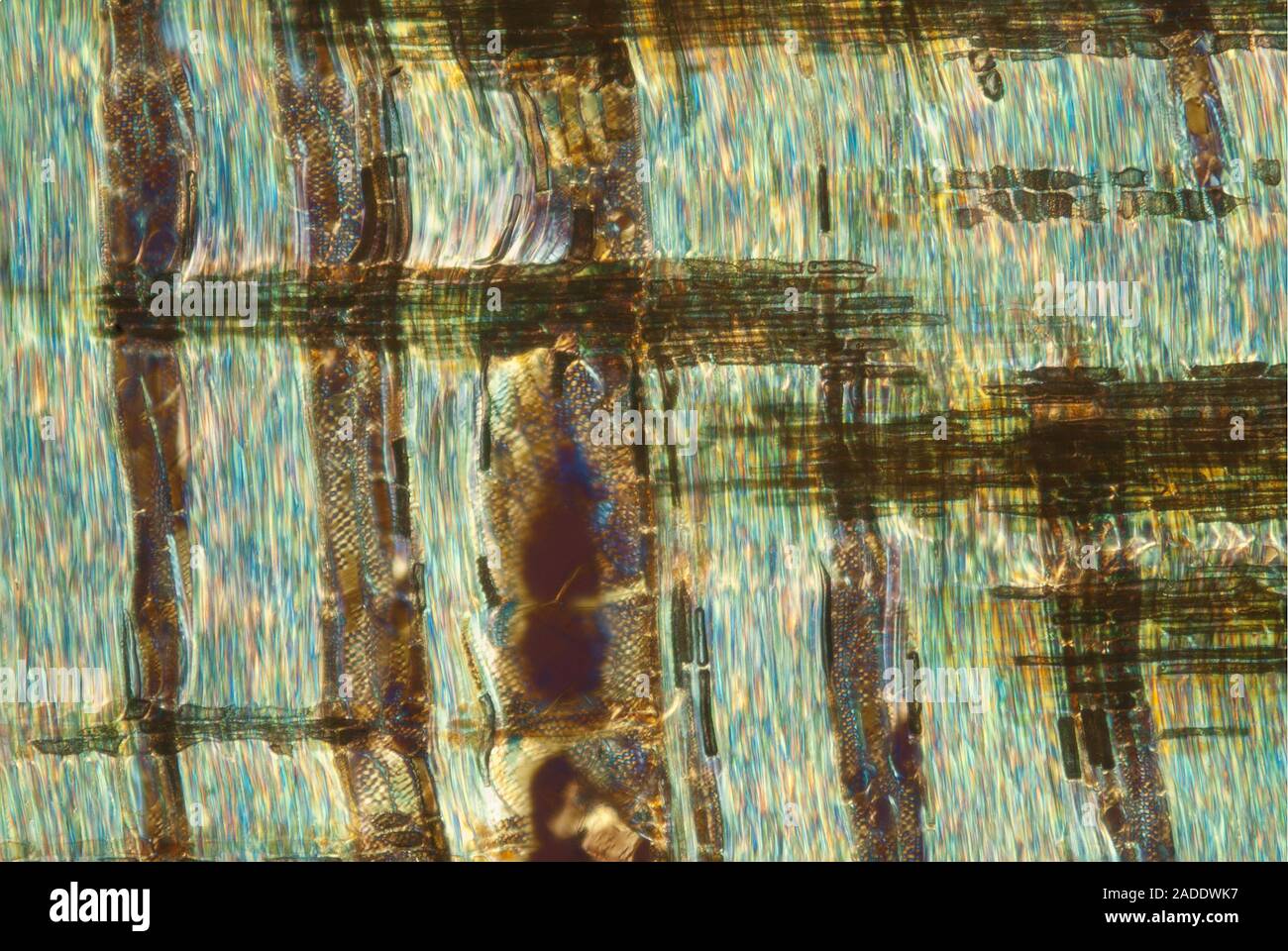 Polarised light micrograph of a section of the mature wood of the ...