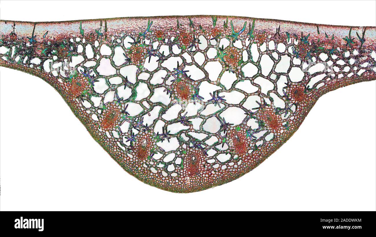 Polarised light micrograph of a transverse section of a water lily ...