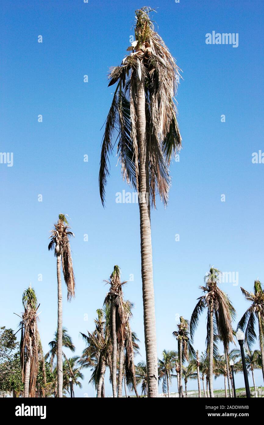 Damaged palm trees caused by a hurricane, Lummus Park, Miami Beach ...