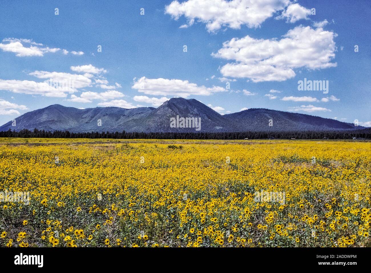 Field of wildflowers, Arizona, USA Stock Photo - Alamy