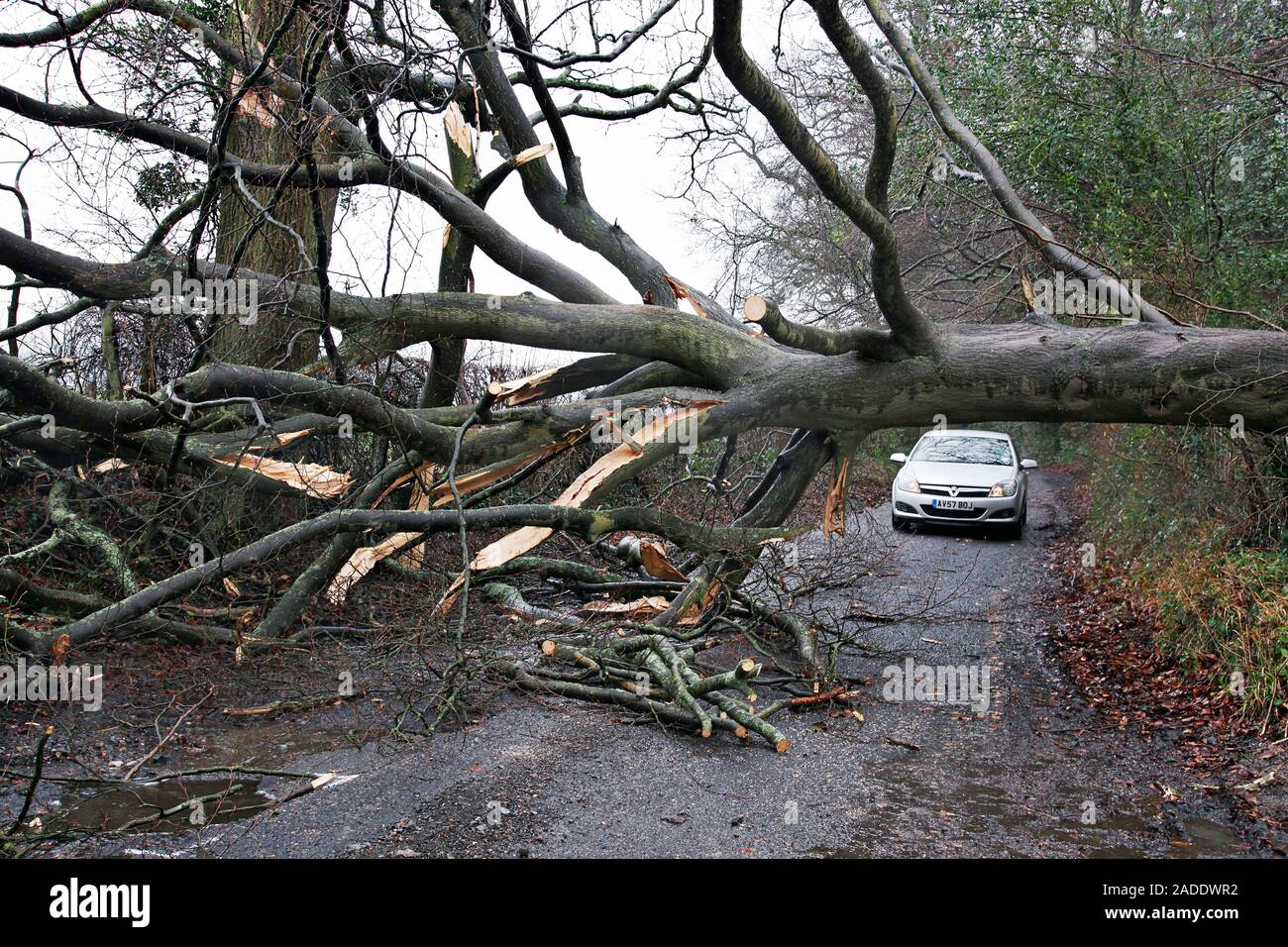 Tree blocking carriageway after storm Stock Photo - Alamy