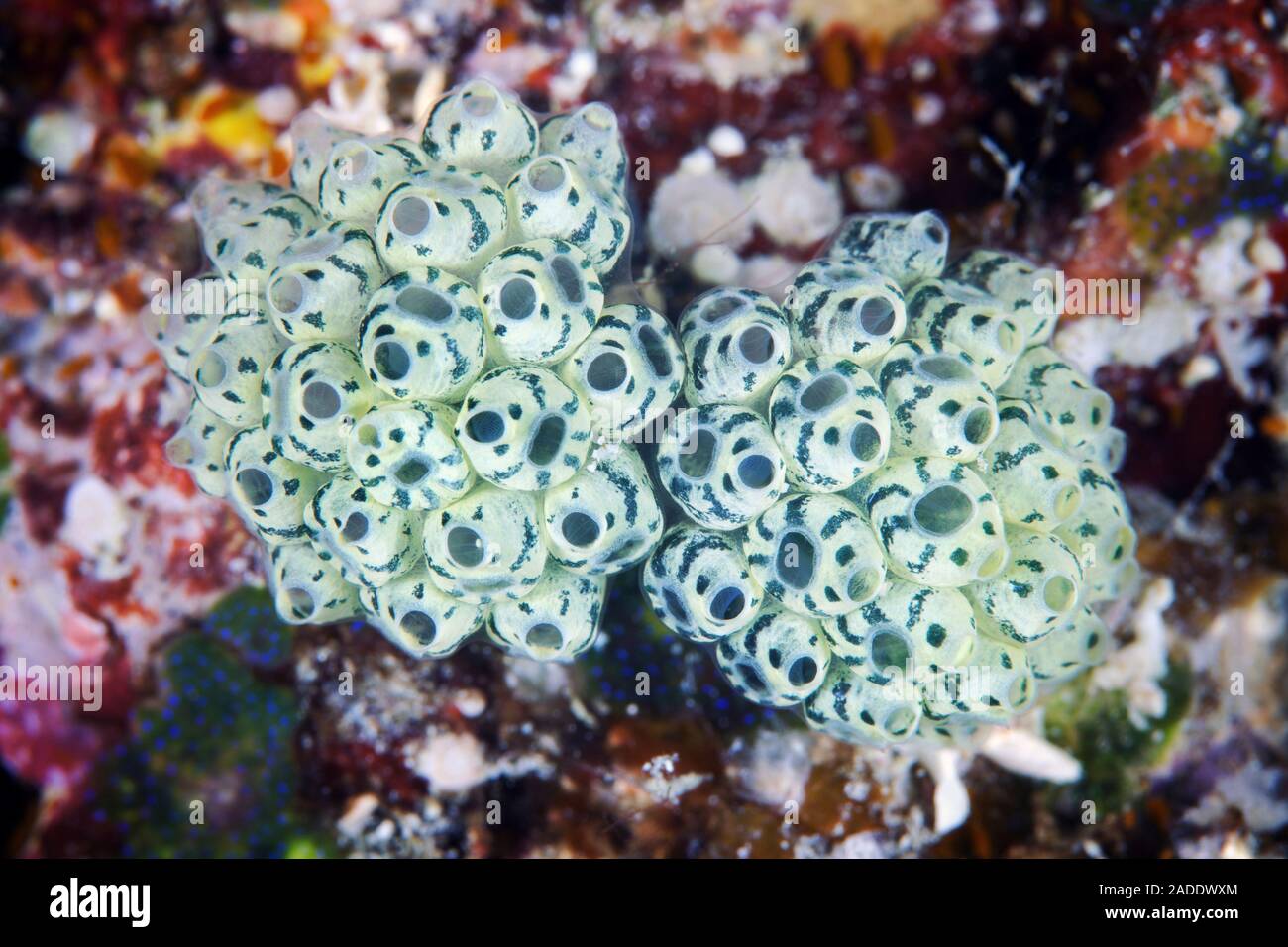 Sea squirts. Colonial ascidian tunicates (sea squirts) on a coral reef ...
