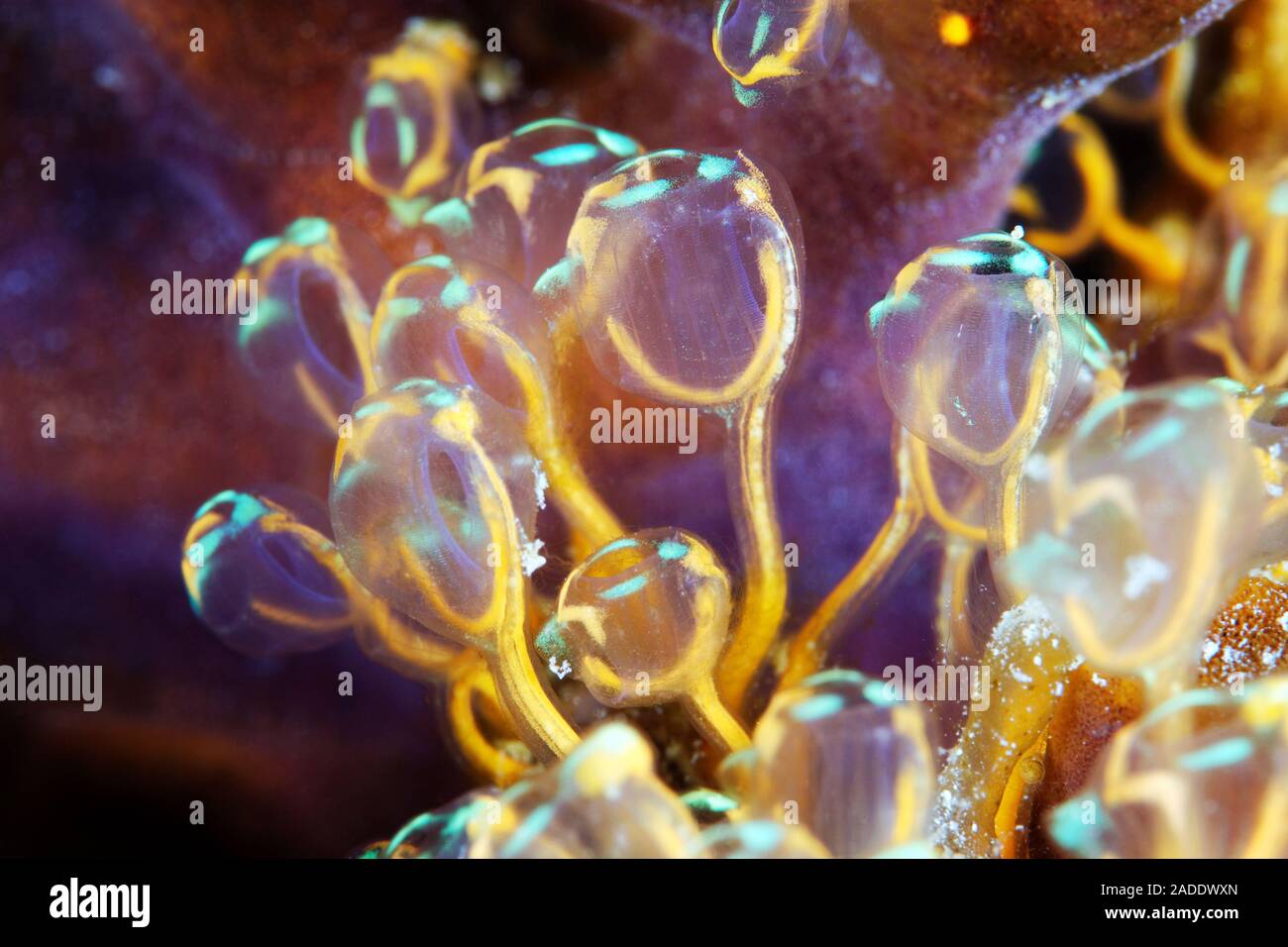 Sea squirts. Colonial ascidian tunicates (sea squirts) on a coral reef ...