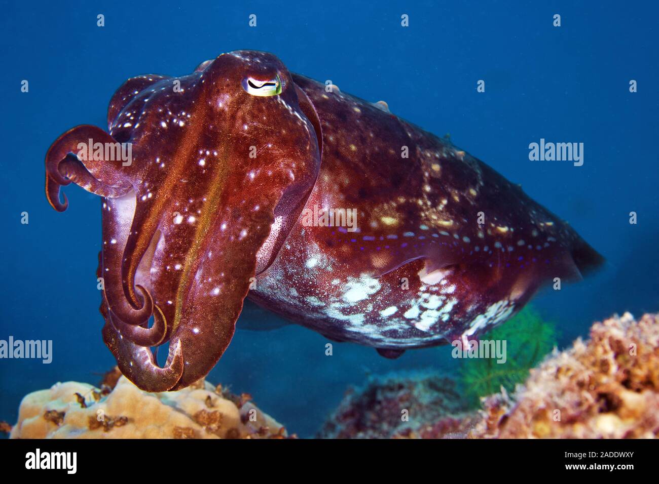 Giant cuttlefish (Sepia apama). Also known as the Australian giant ...