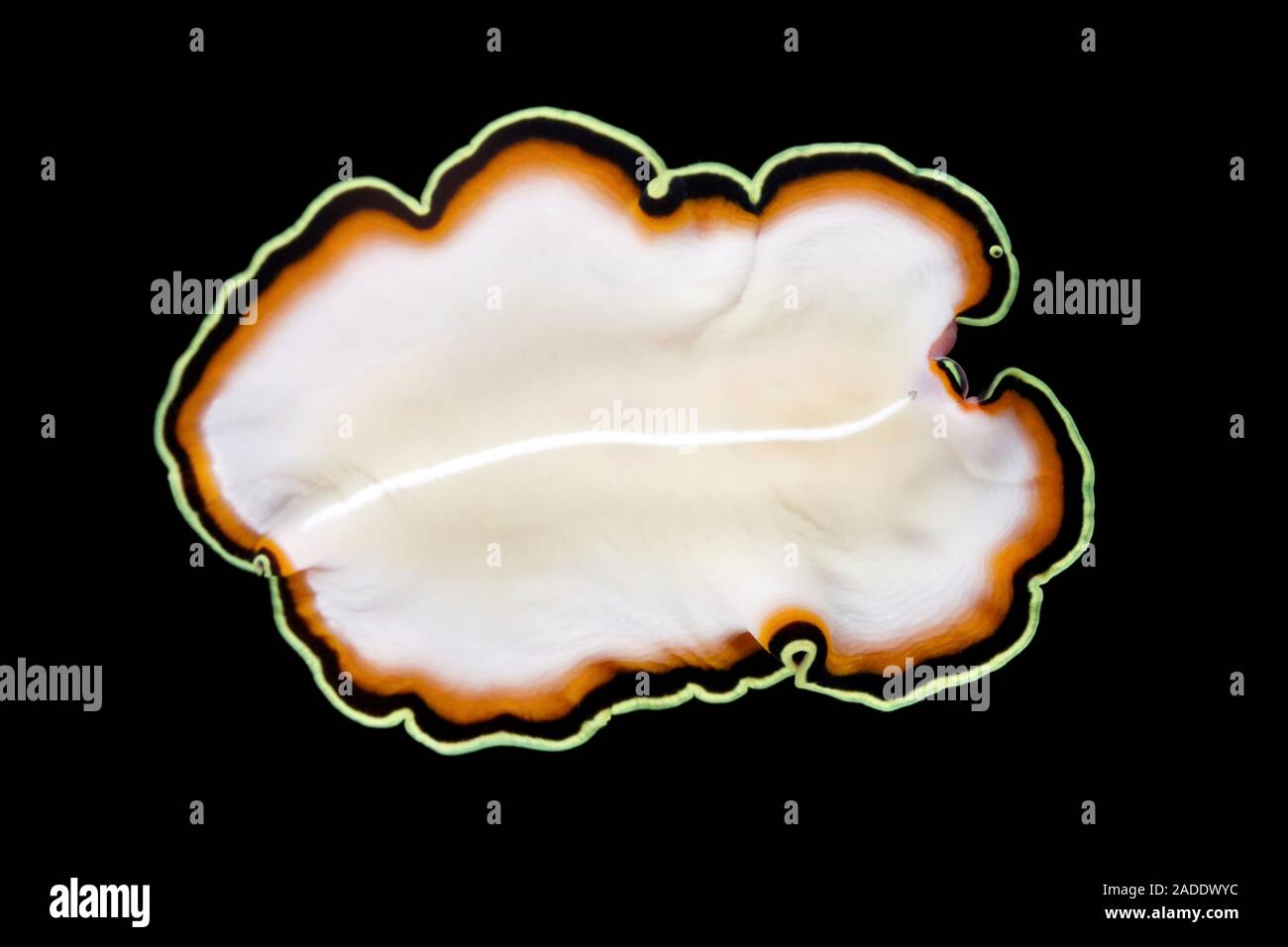 Polyclad Flatworm Photographed On The Great Barrier Reef Australia
