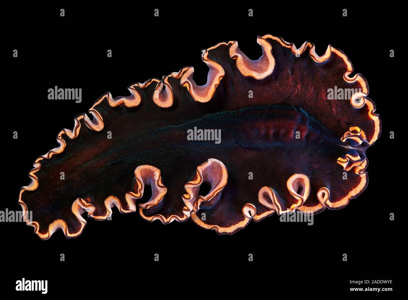 Flatworm. Photographed on the Great Barrier Reef, Australia Stock Photo ...