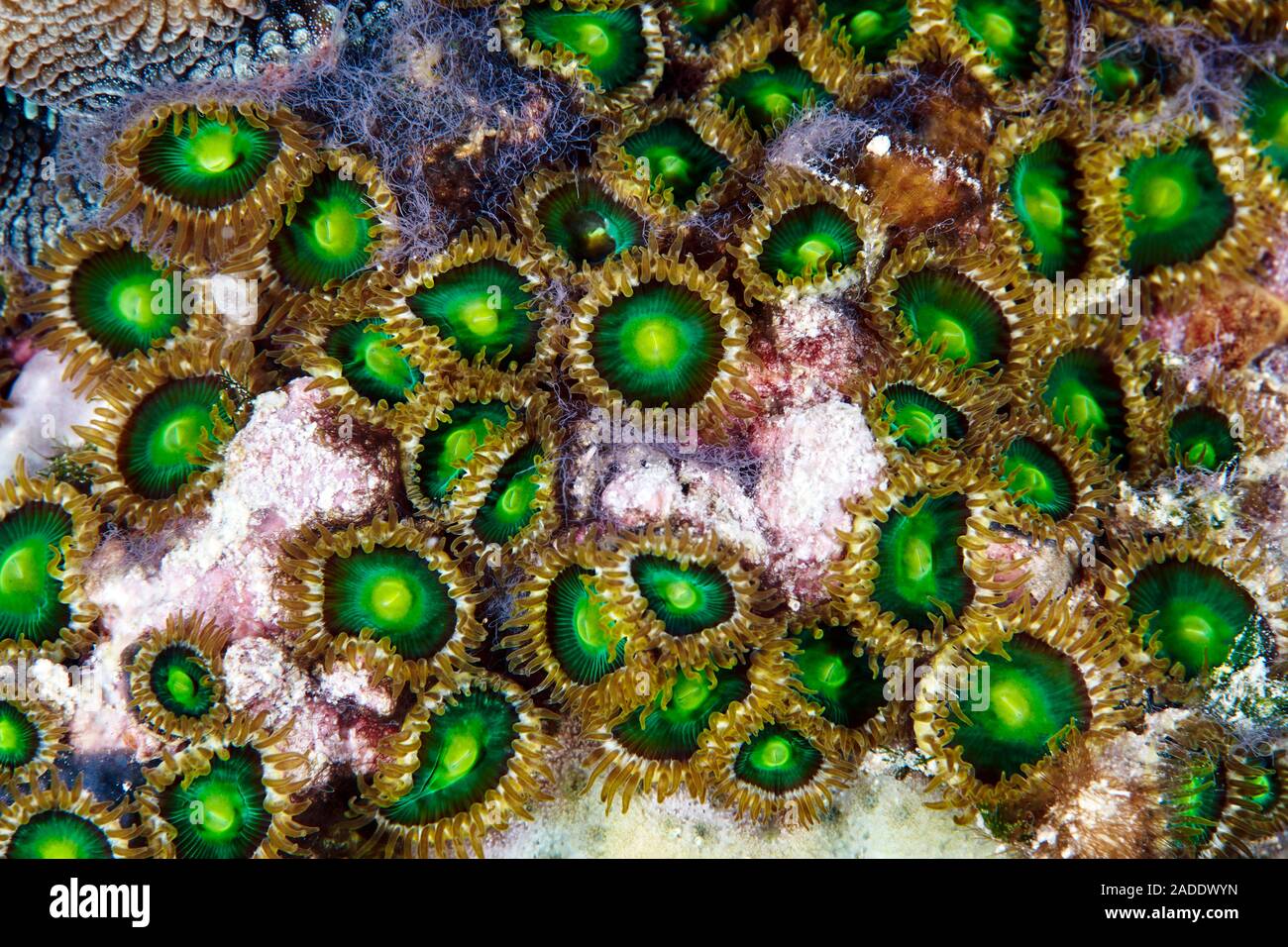 Zoanthid polyps. Photographed on the Great Barrier Reef, Australia ...