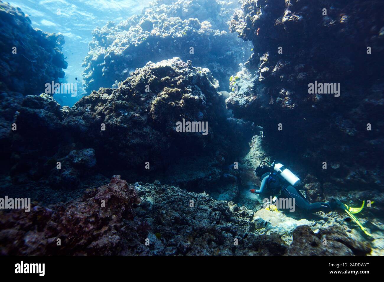 Scuba diver on the Great Barrier Reef, Australia. This diver is ...