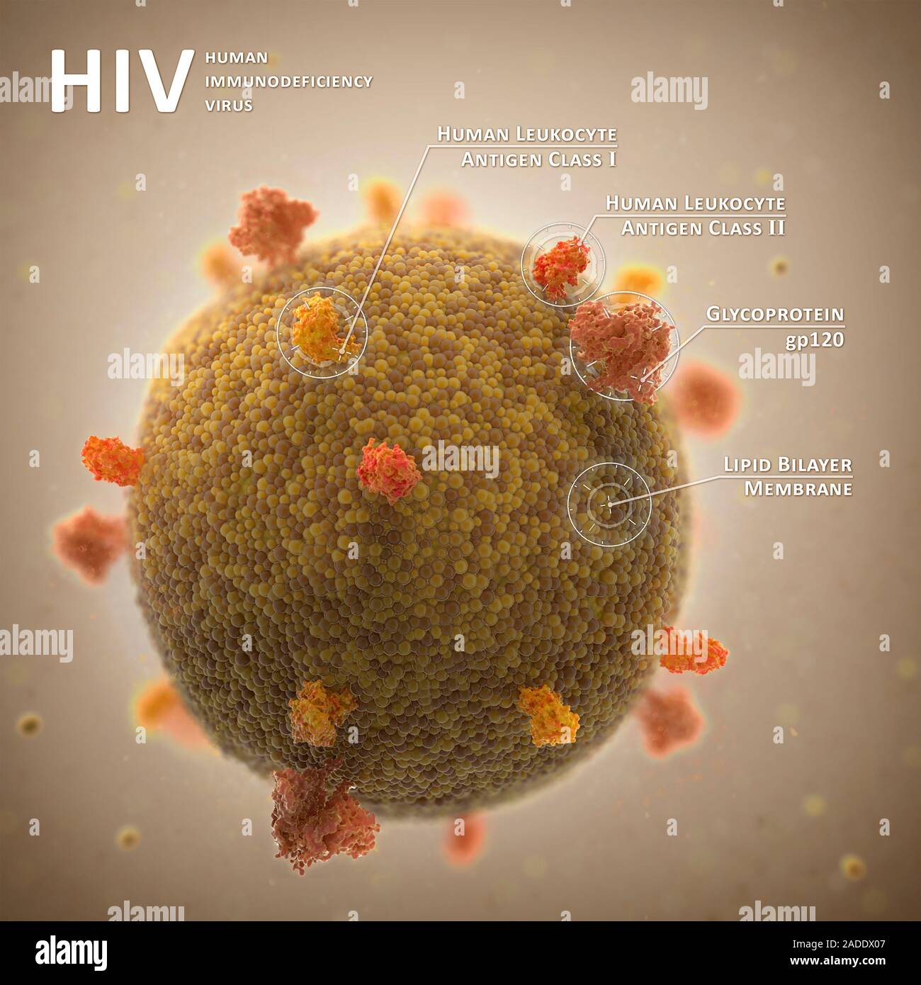 AIDS virus particle, illustration. AIDS (acquired immune deficiency ...