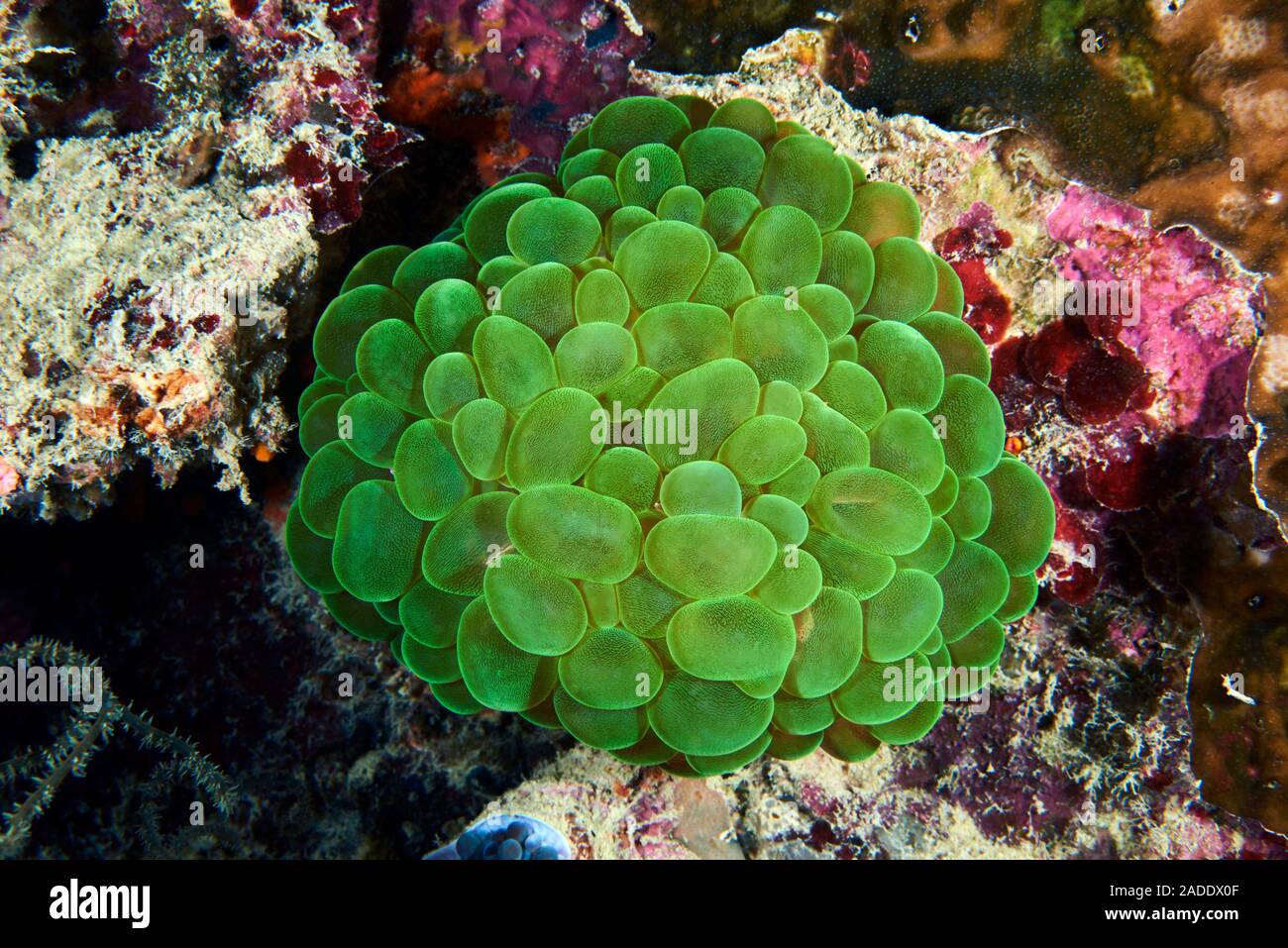 Bubble coral. Corals are small colonial invertebrate animals ...