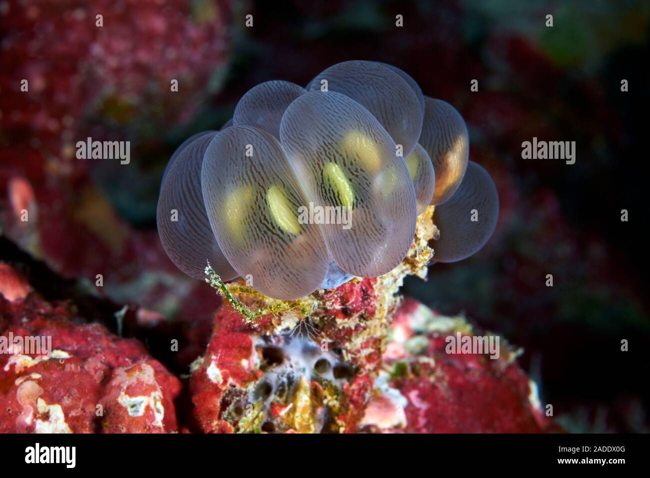 Bubble coral. Corals are small colonial invertebrate animals ...