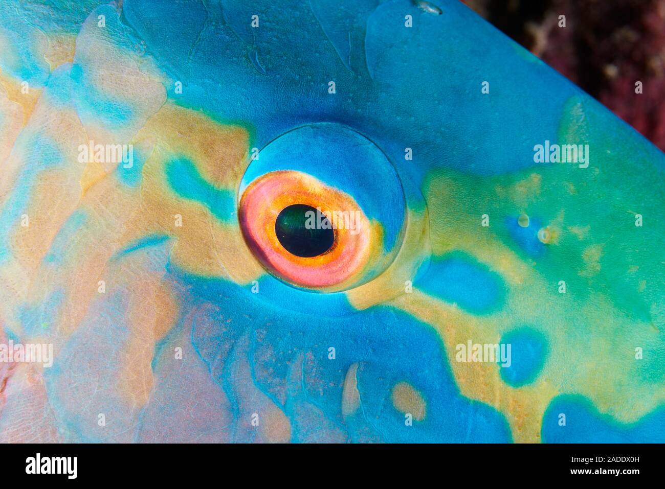 Bicolour parrotfish (Cetoscarus bicolor), close-up of an eye ...