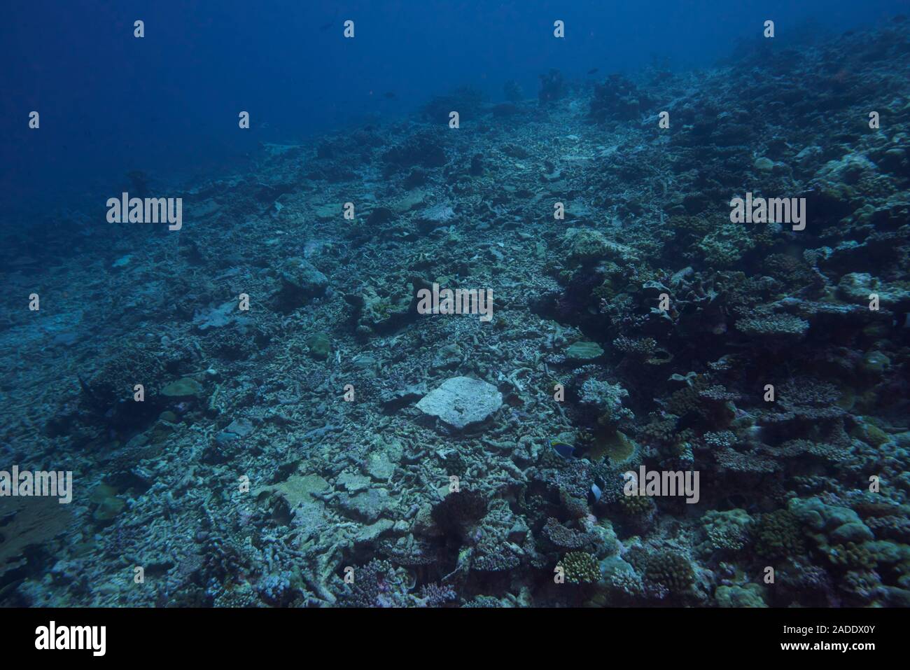 Dead coral reef. Area of damaged and dead coral that is being examined ...