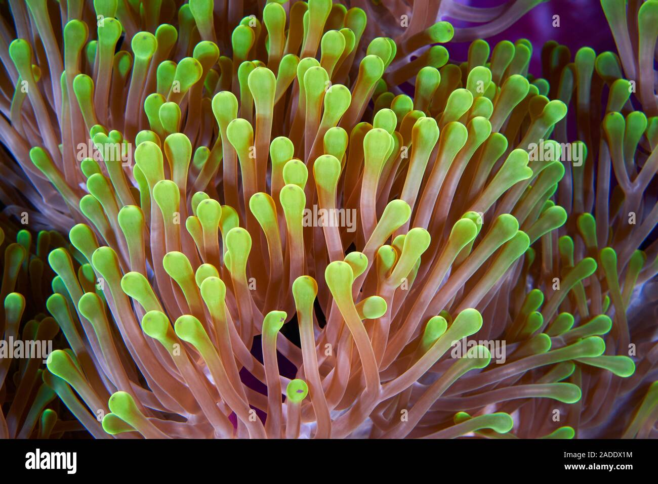Magnificent sea anemone (Heteractis magnifica). Photographed in the ...