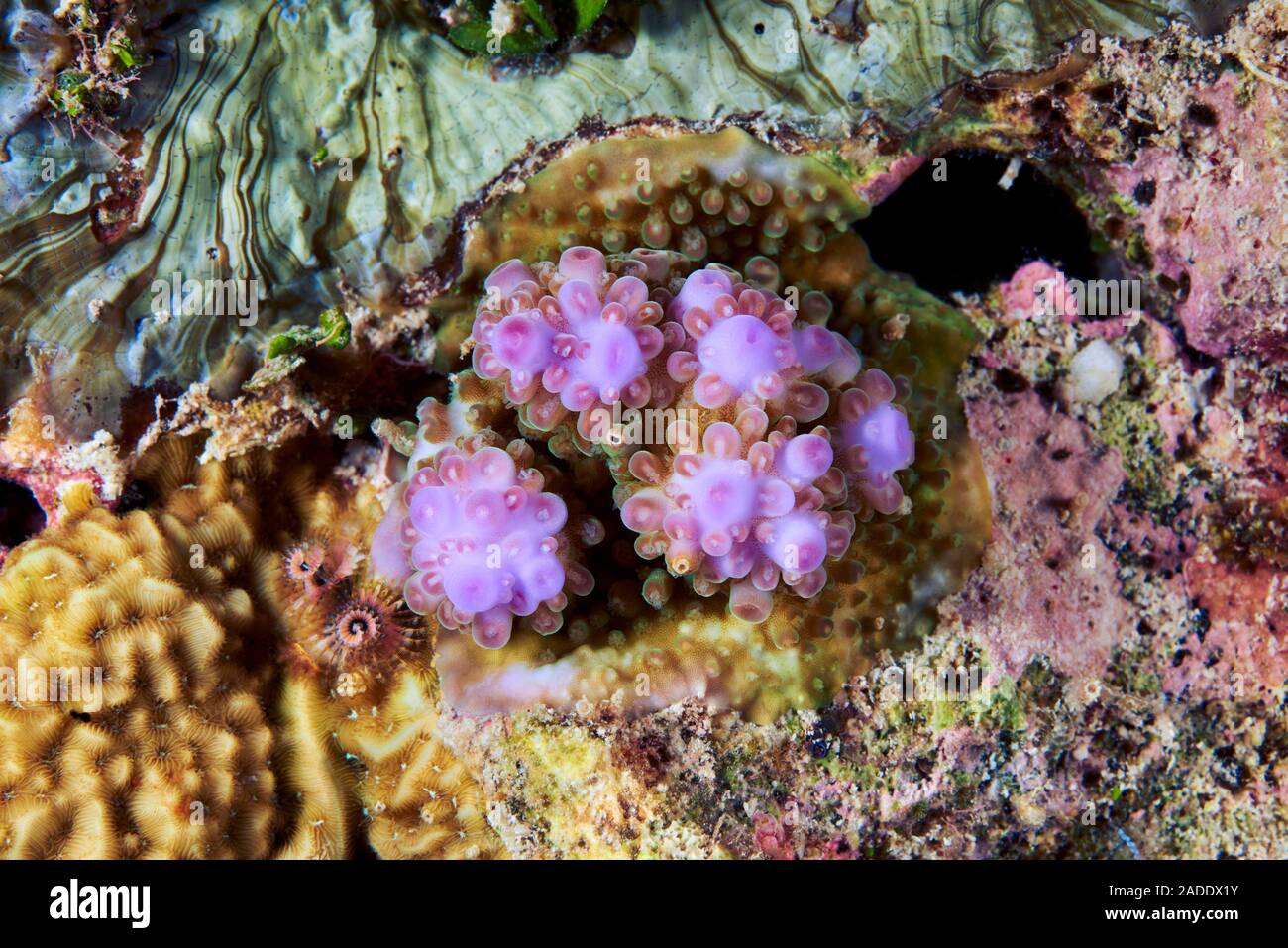 Young coral growing over old coral. Photographed in the Indian Ocean in ...