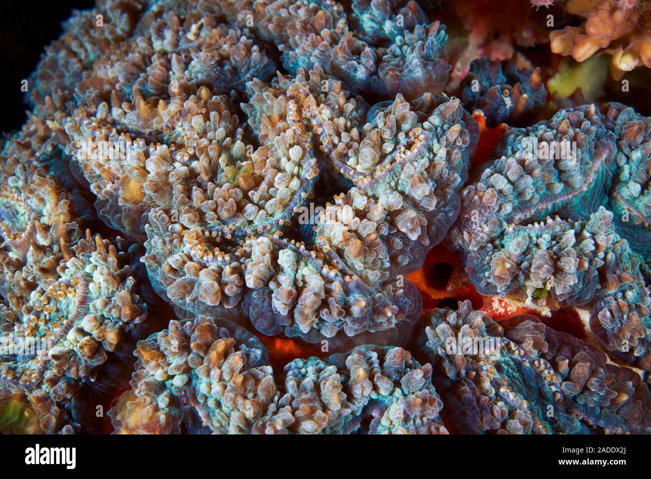 Hard coral surface, close-up. Corals are small colonial invertebrate ...