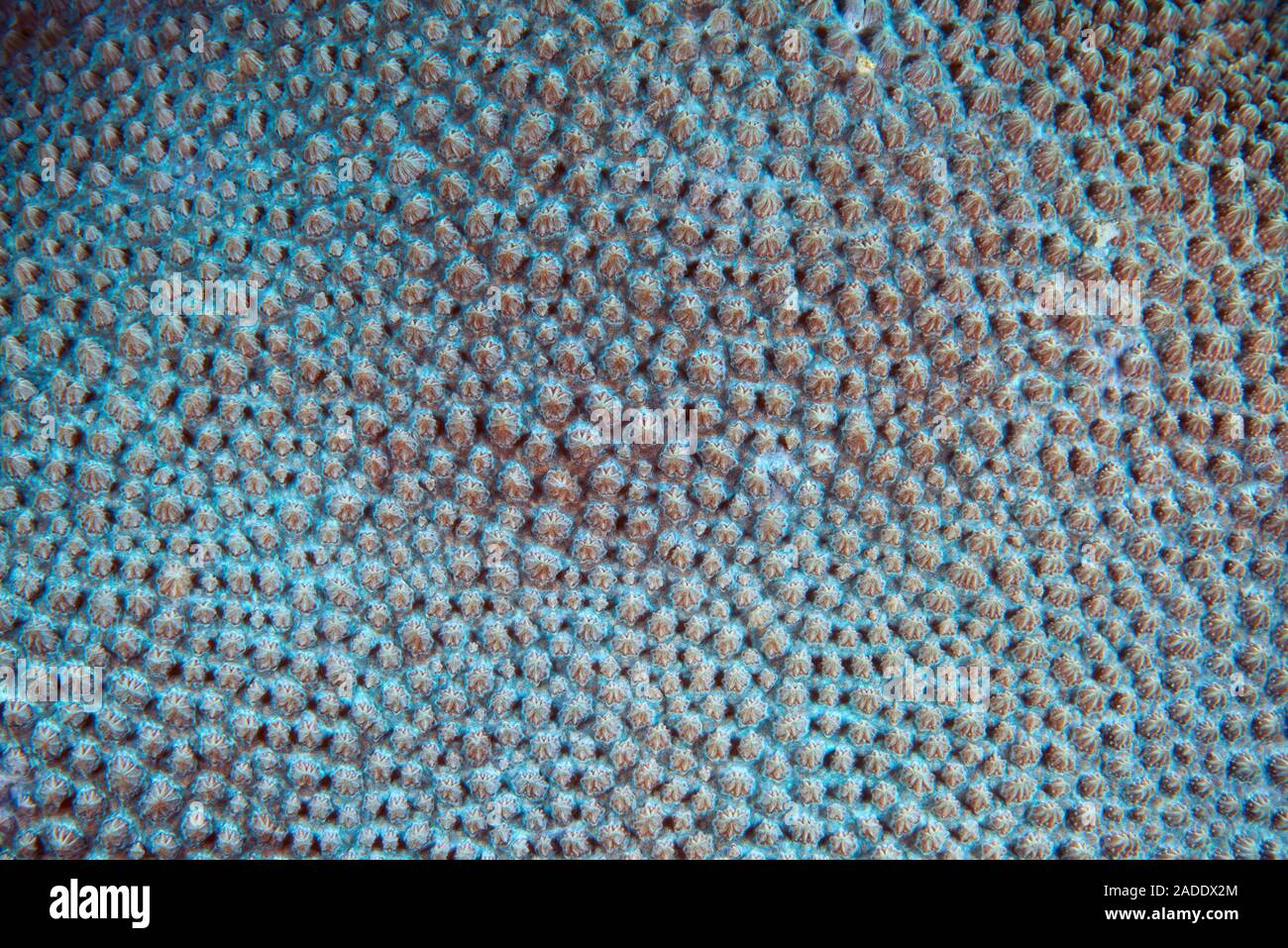 Hard coral surface, close-up. Corals are small colonial invertebrate ...