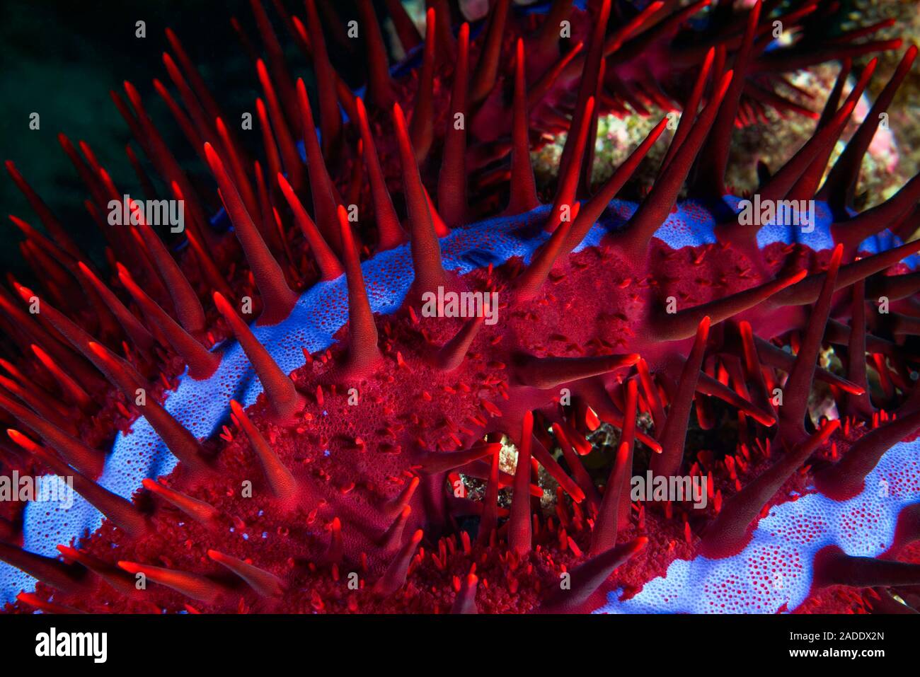 Crown-of-thorns starfish (Acanthaster planci). Starfish are marine ...