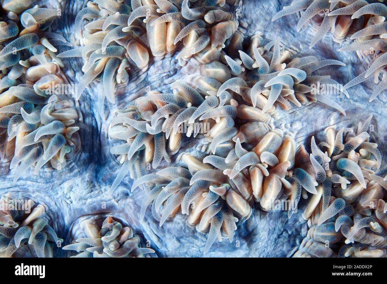 Hard coral surface, close-up. Corals are small colonial invertebrate ...