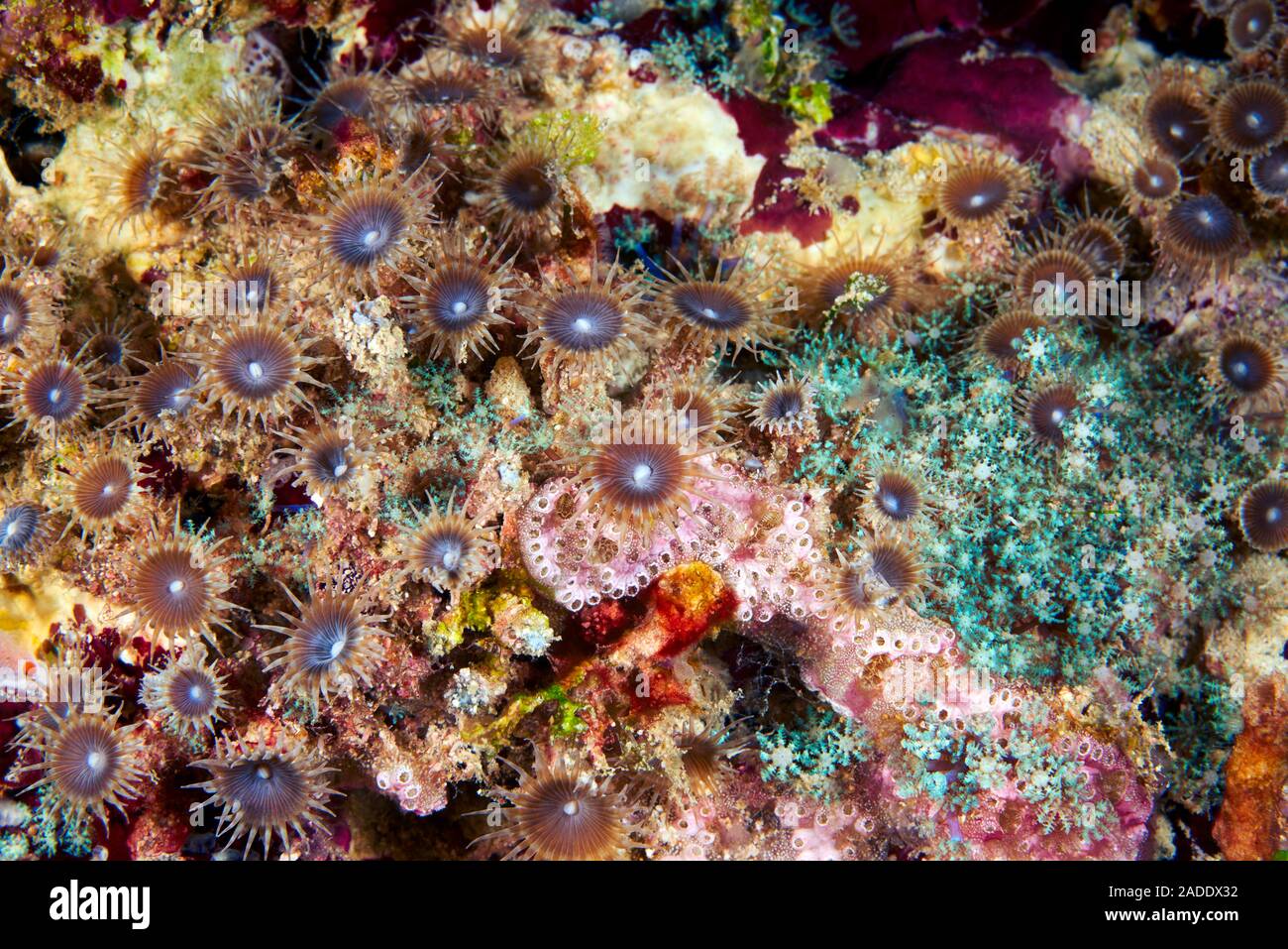 Zoanthid polyps. Photographed in the Indian Ocean in the Maldives Stock ...