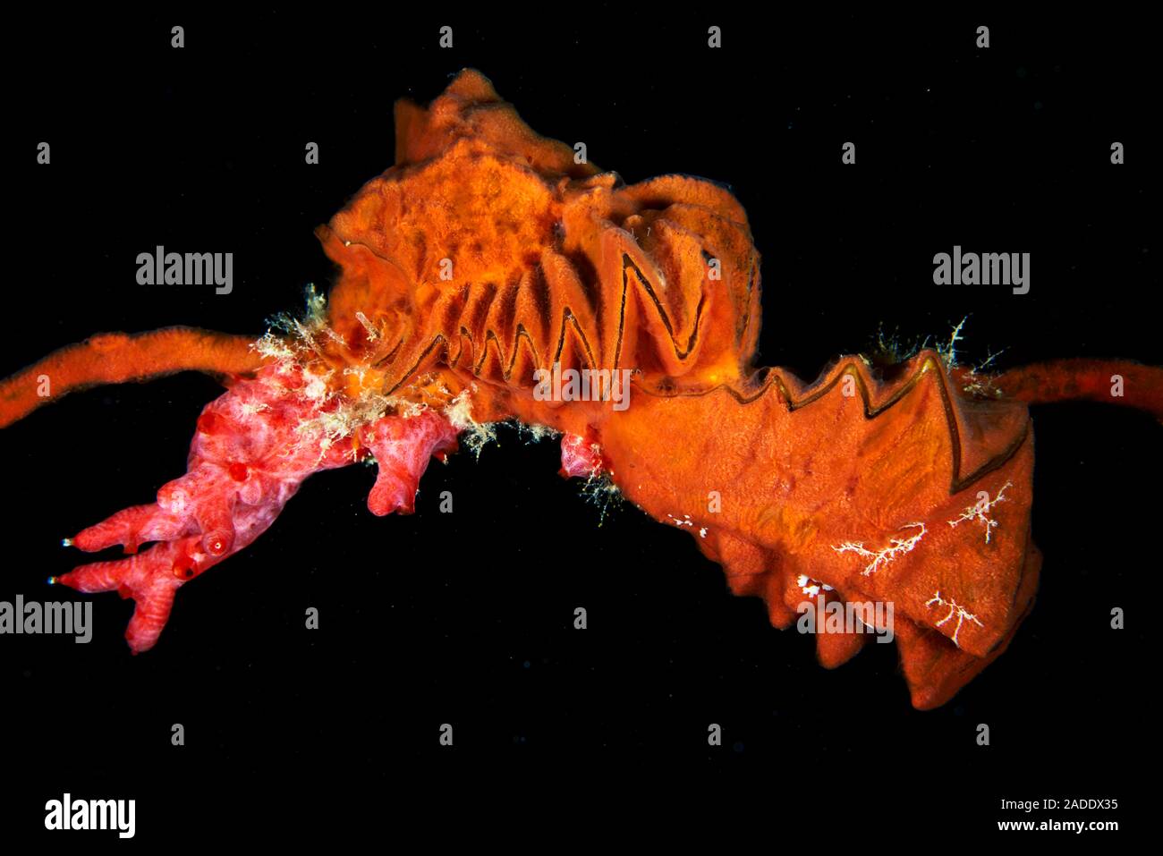 Bivalve molluscs. Photographed in the Indian Ocean in the Maldives ...