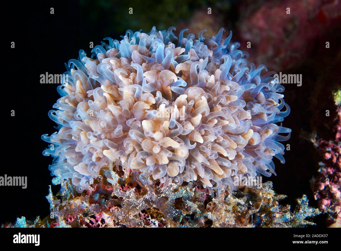 Coral polyps. Corals are small colonial invertebrate animals ...