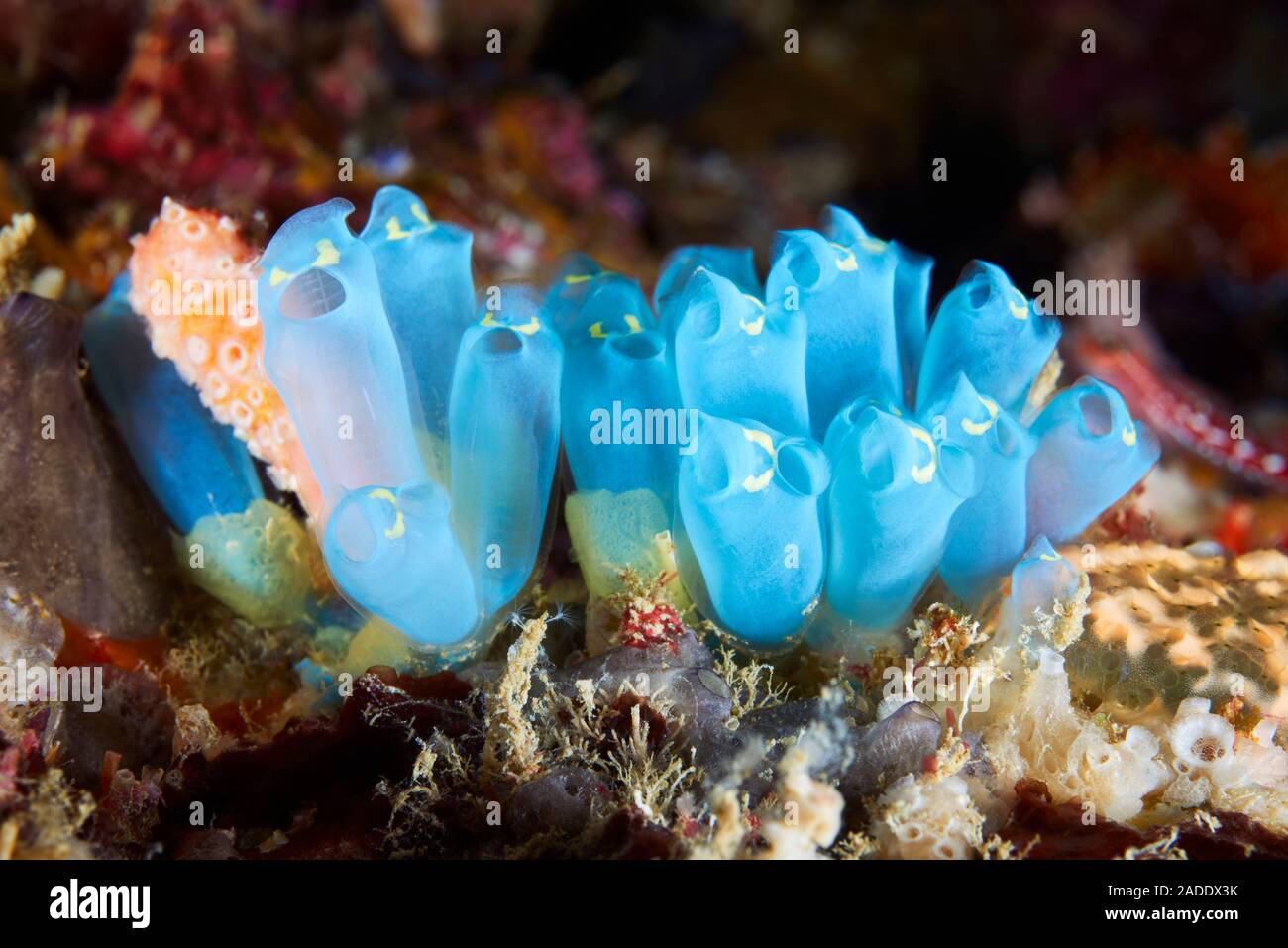 Rhopalaea sea squirts. Colonial ascidian tunicates (sea squirts) on a ...