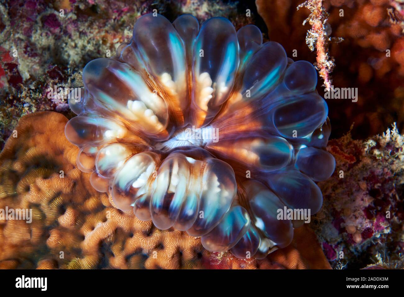 Cynarina lacrymalis hard coral polyps. Corals are small colonial ...