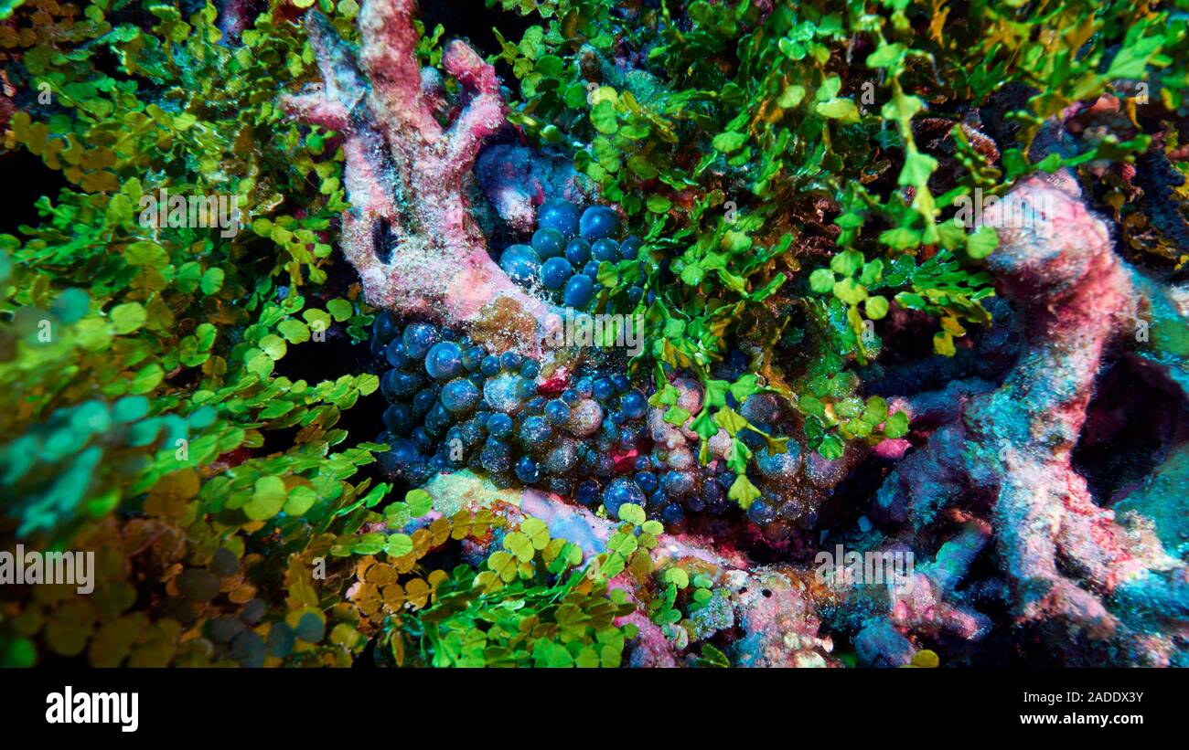 Valonia ventricosa green alga (centre, bubble-shaped, dark blue-green ...