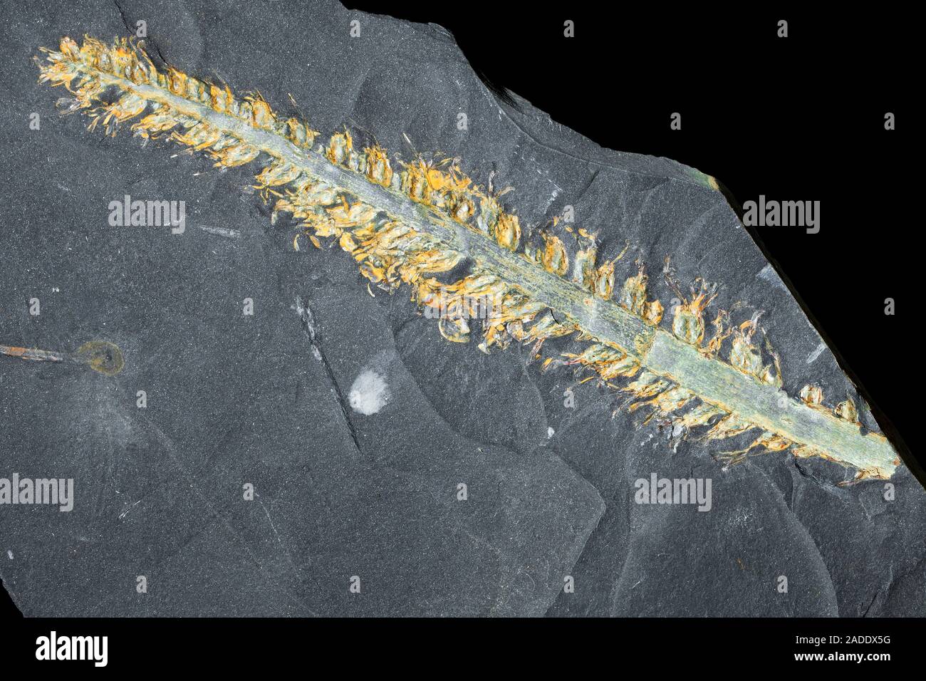 Cordaites were seed plants (gymnosperms) that appeared in the Late ...