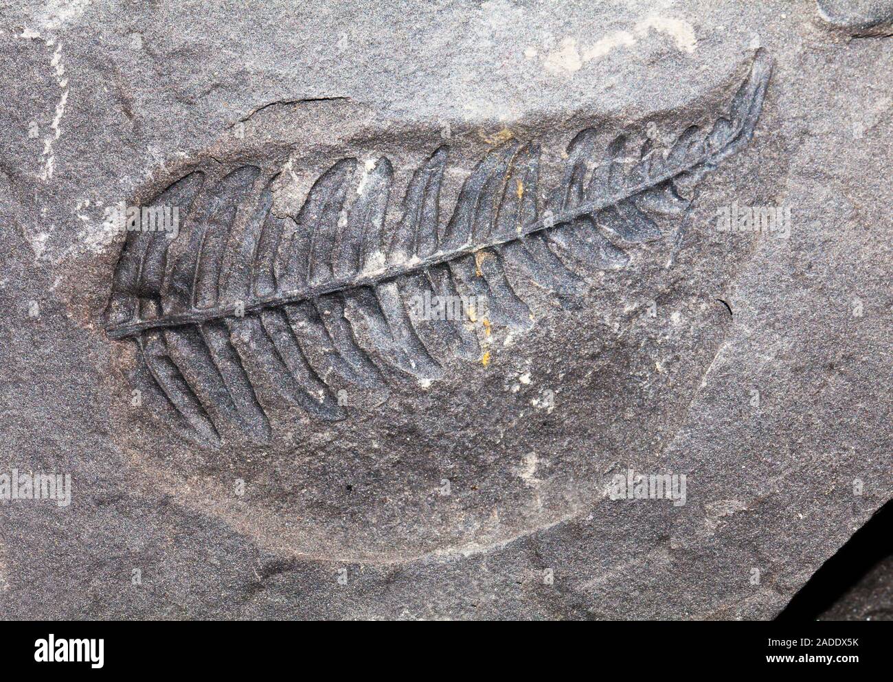 Callipteridium is an extinct genus of pteridosperm seed ferns belonging ...