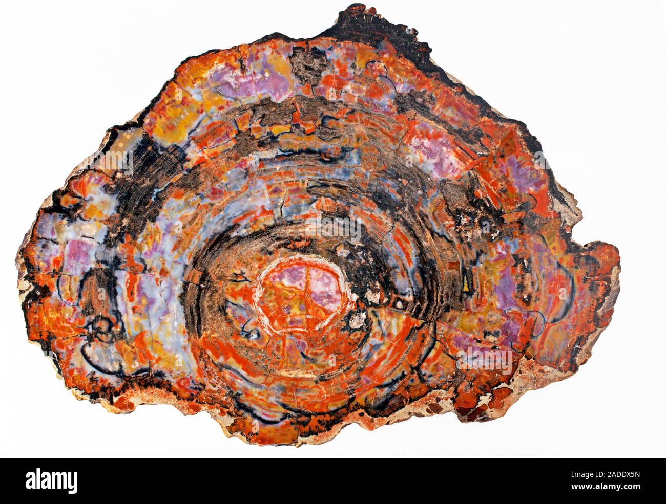 Polished cross section of the petrified trunk of Araucaria sp., a ...
