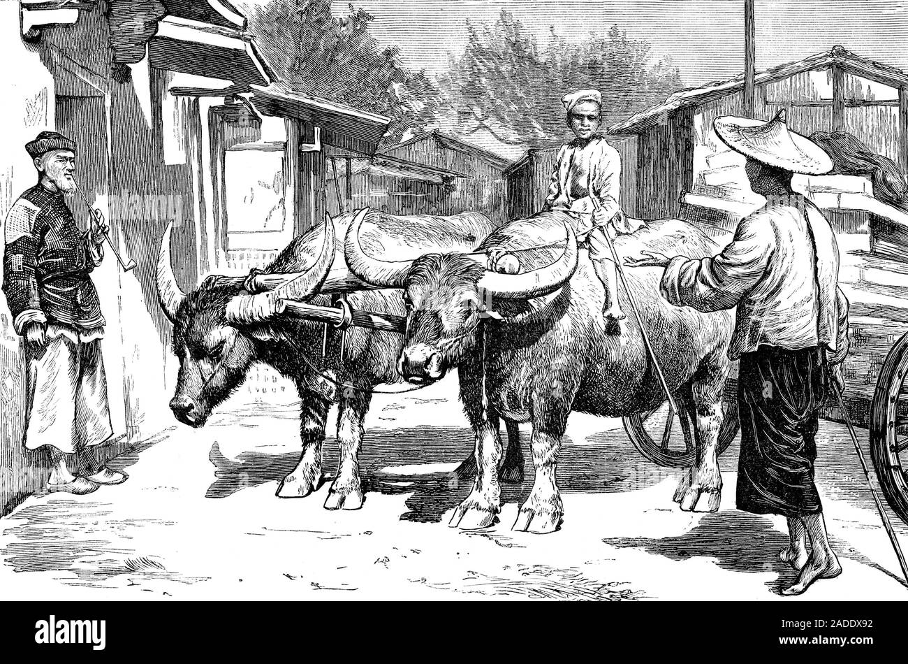 Ox-drawn cart in Shanghai, 1860s. 19th-century illustration of a child ...