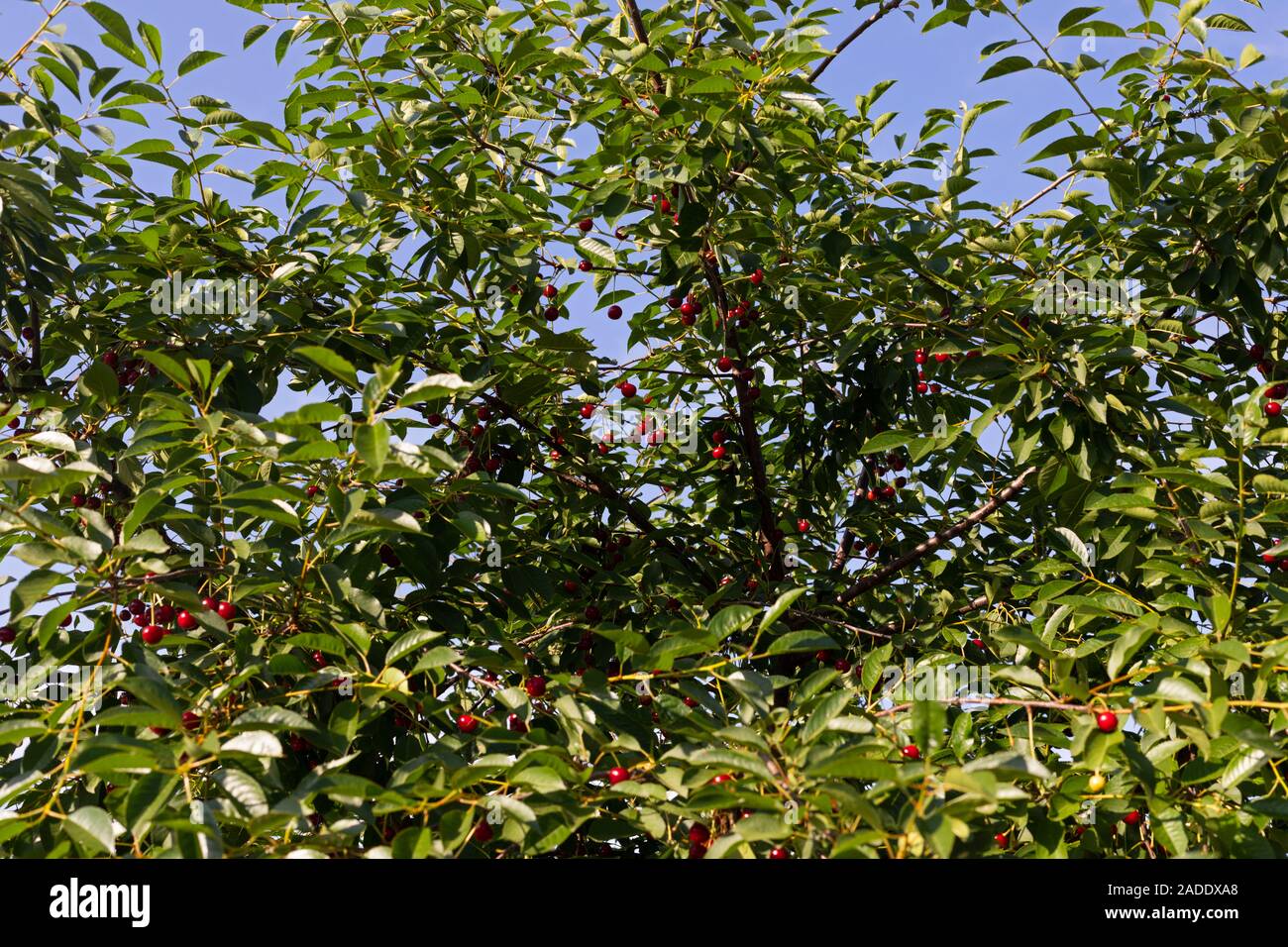 Picture of a sour cherry tree summertime Stock Photo - Alamy