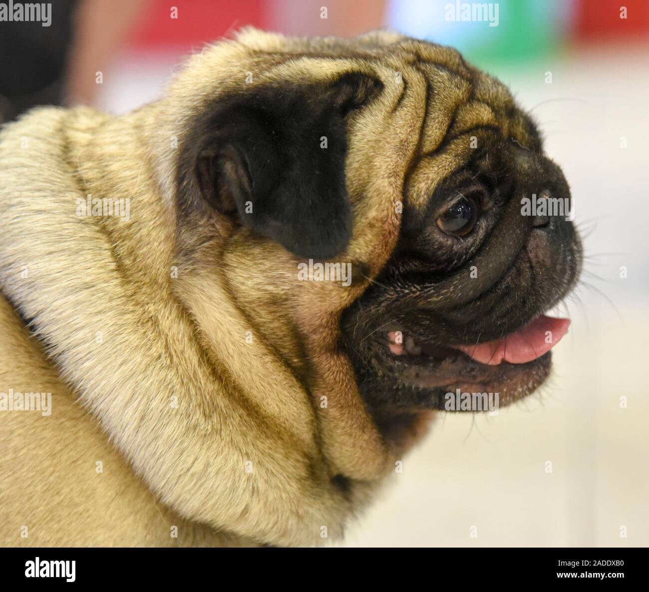 Portrait of a pug, a small dog with a wrinkly, short-muzzled face, and ...
