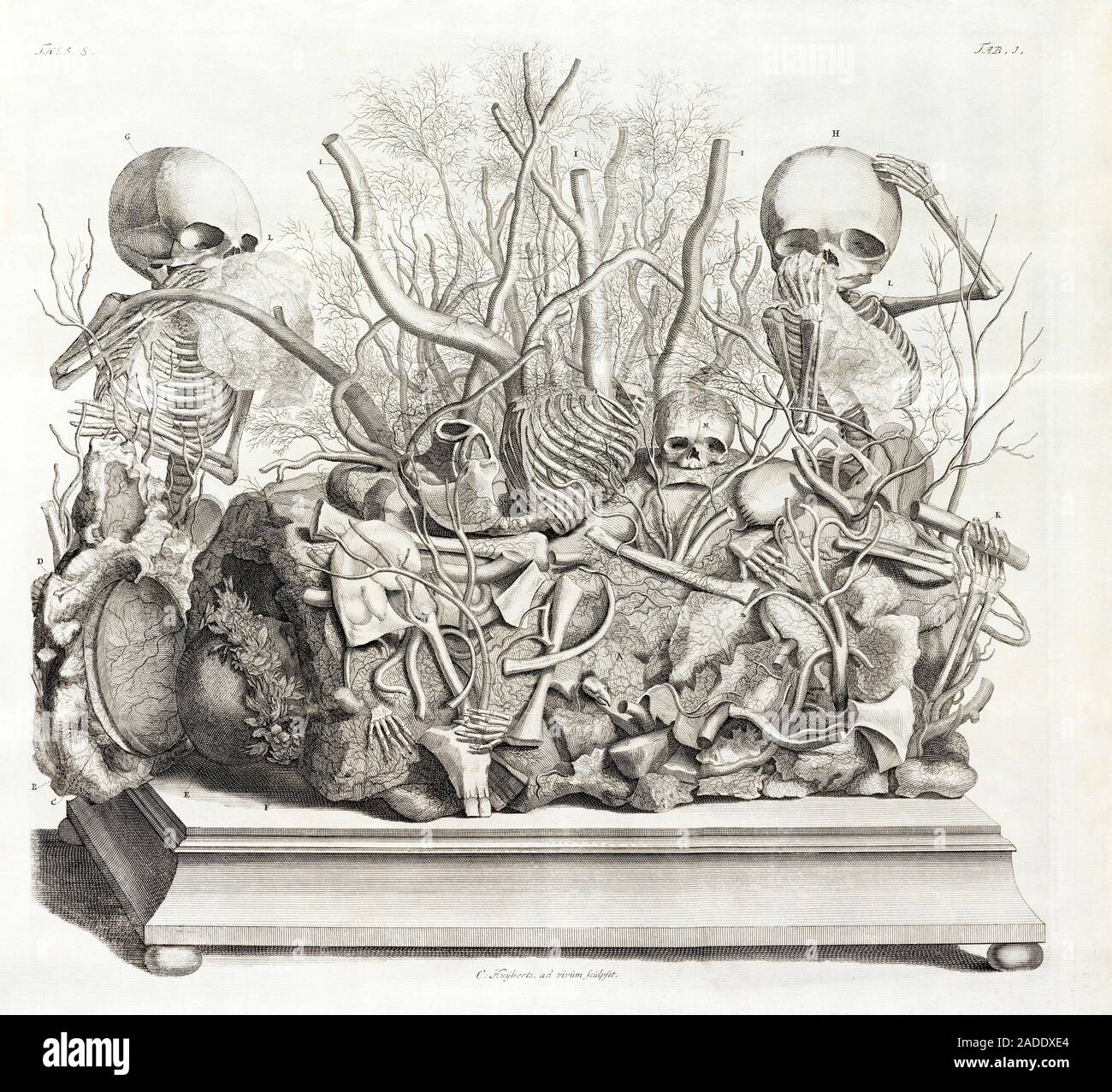 Foetal skeletons diorama. 18th-century illustration of one of the ...