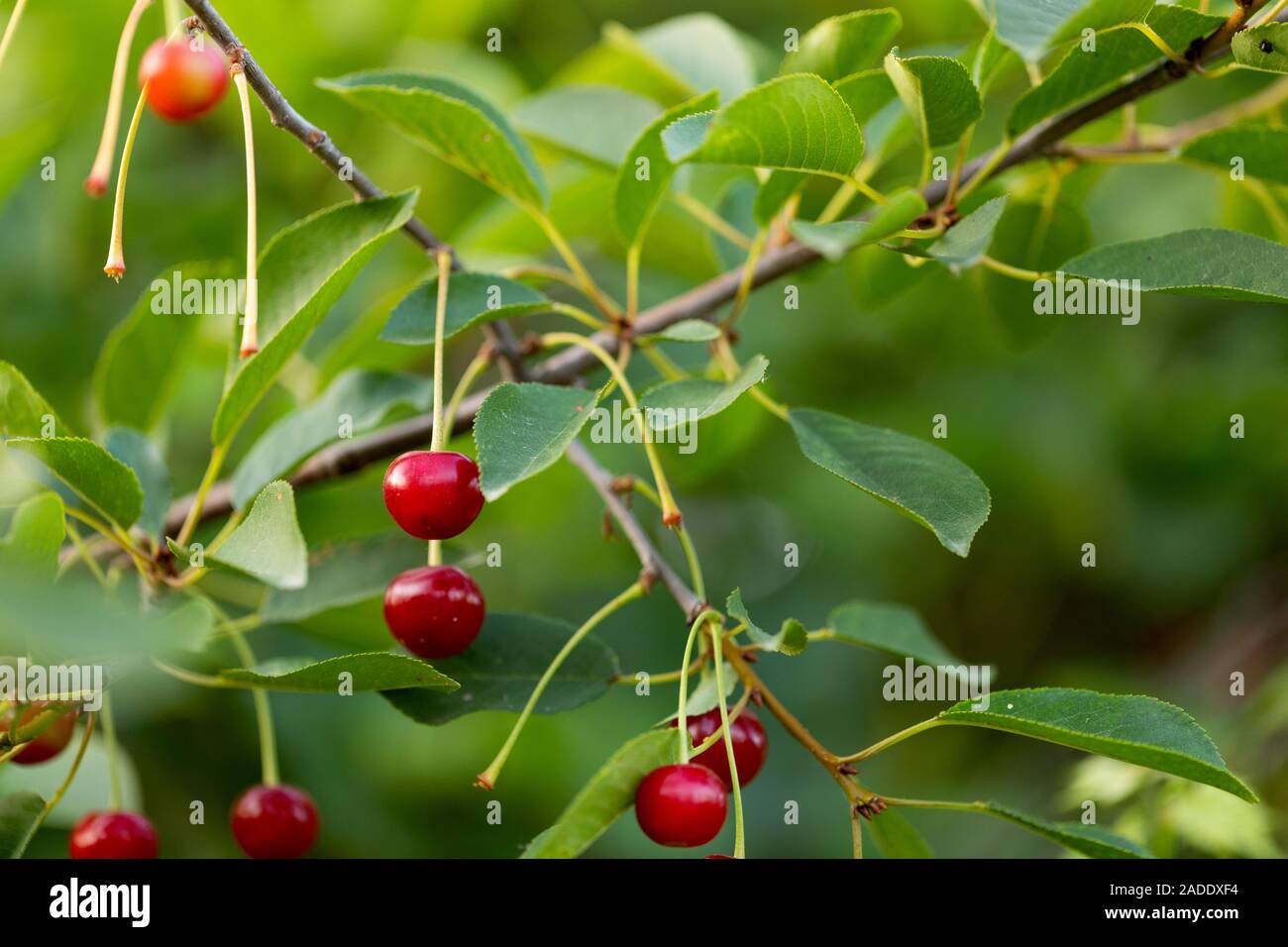 Picture of a sour cherry tree summertime Stock Photo - Alamy