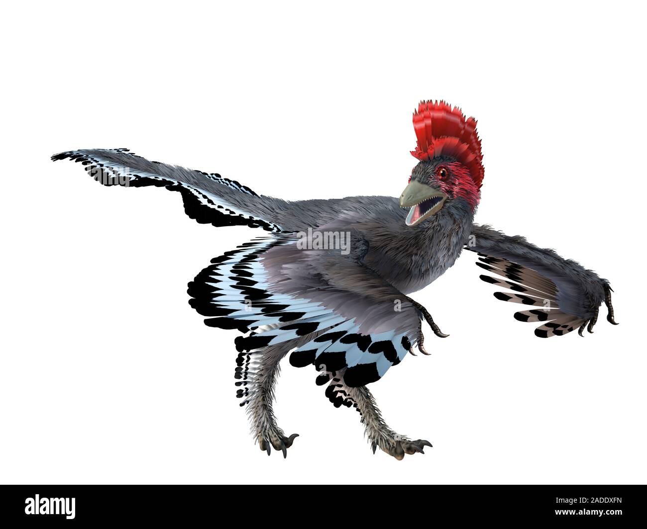 Anchiornis, illustration. At just 40 centimetres long, feathered ...