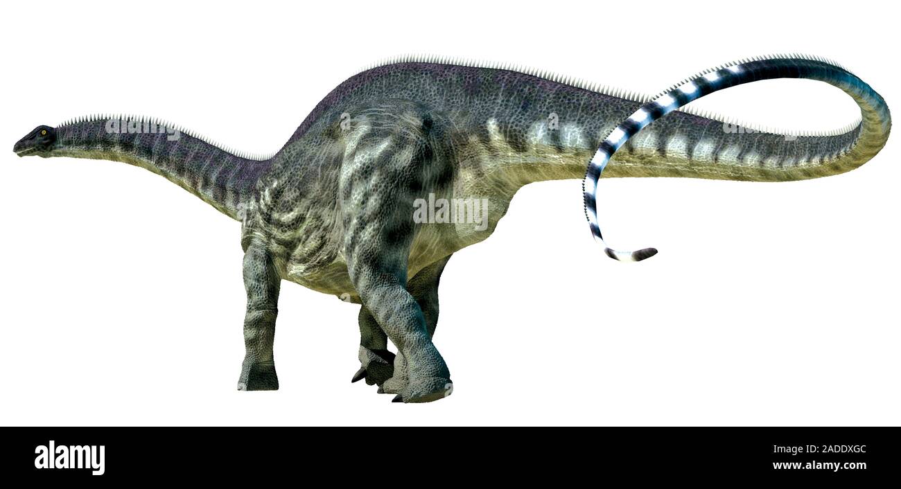 Diplodocus, illustration. Giant sauropods like Diplodocus had amazing ...