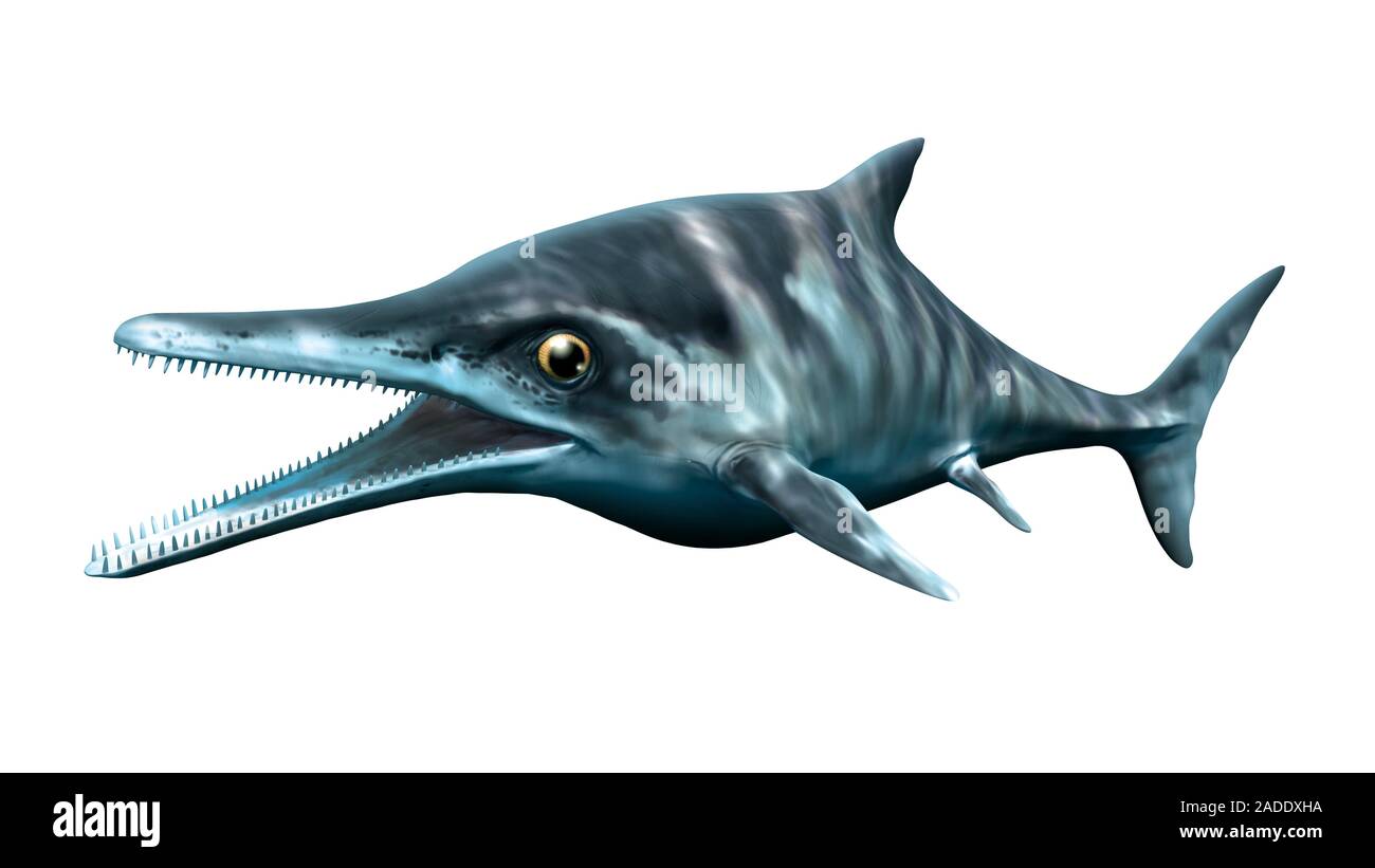 Ophthalmosaurus, illustration. Ichthyosaurs were dolphin-shaped marine ...
