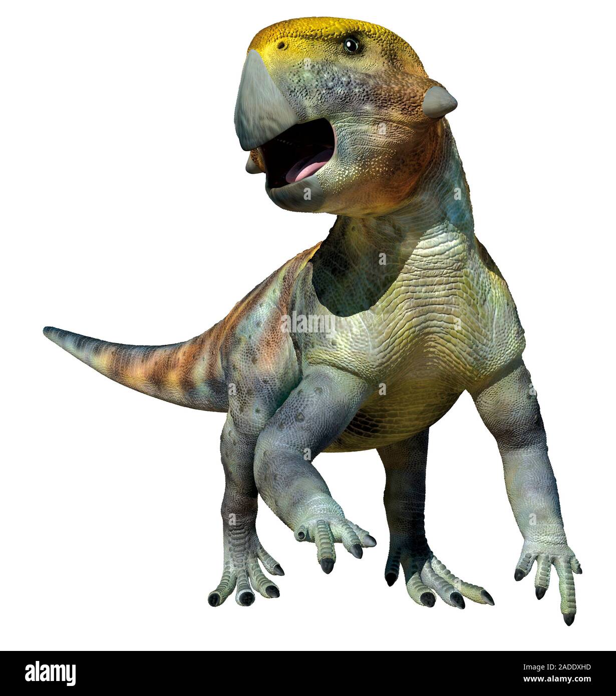 Psittacosaurus, illustration. One species of the small parrot-headed ...